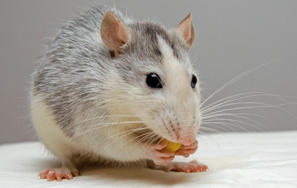 Gay Rats? Rodents Love Dancing to Lady Gaga’s “Born This Way”! - AfterEllen